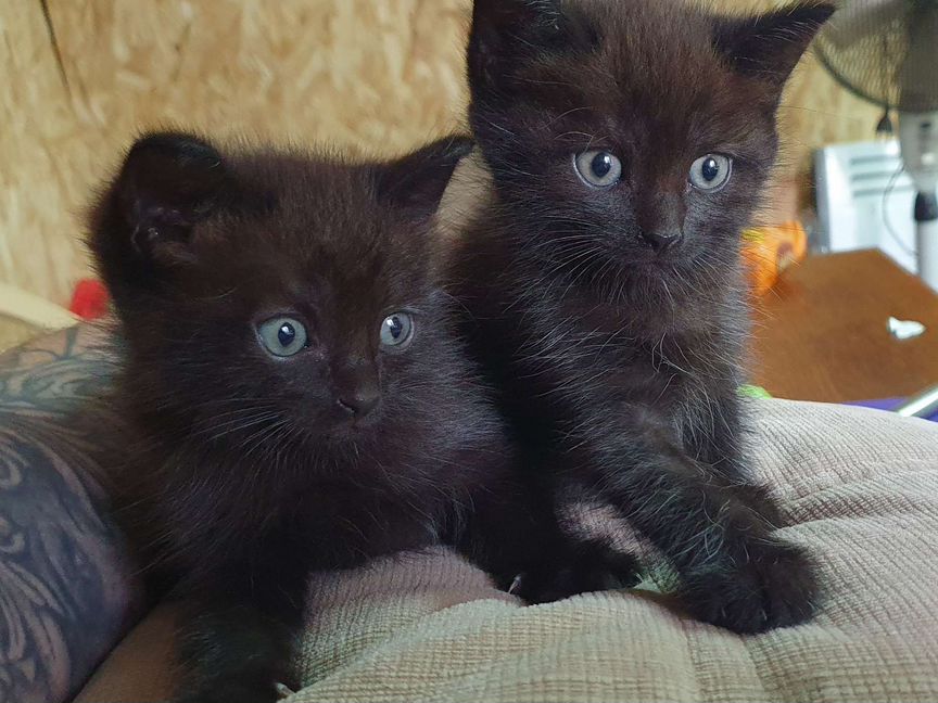 Котята в дар