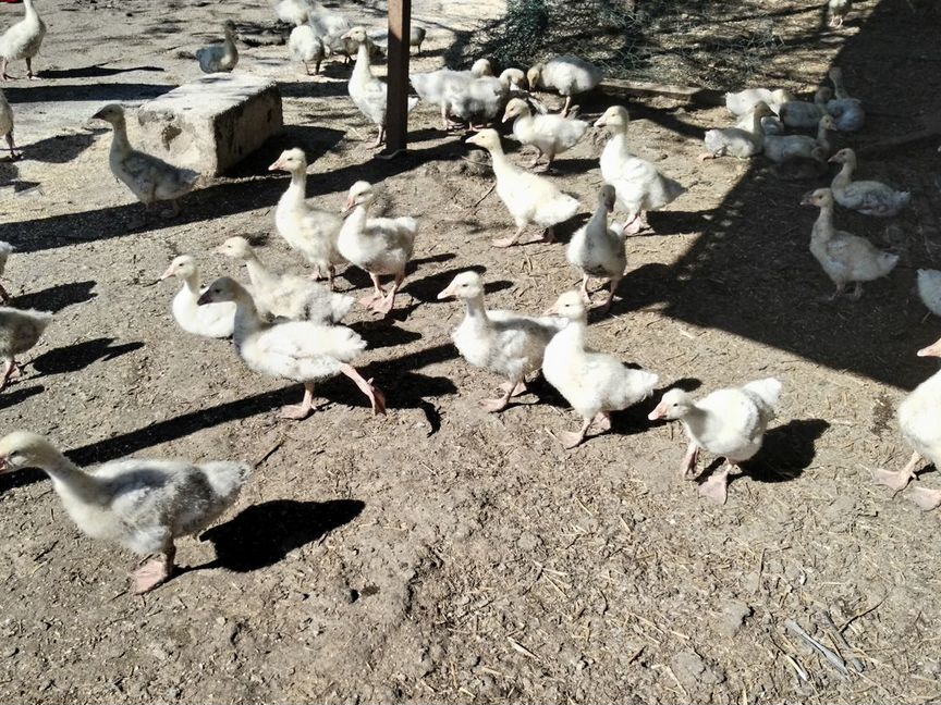 Гусята месячные