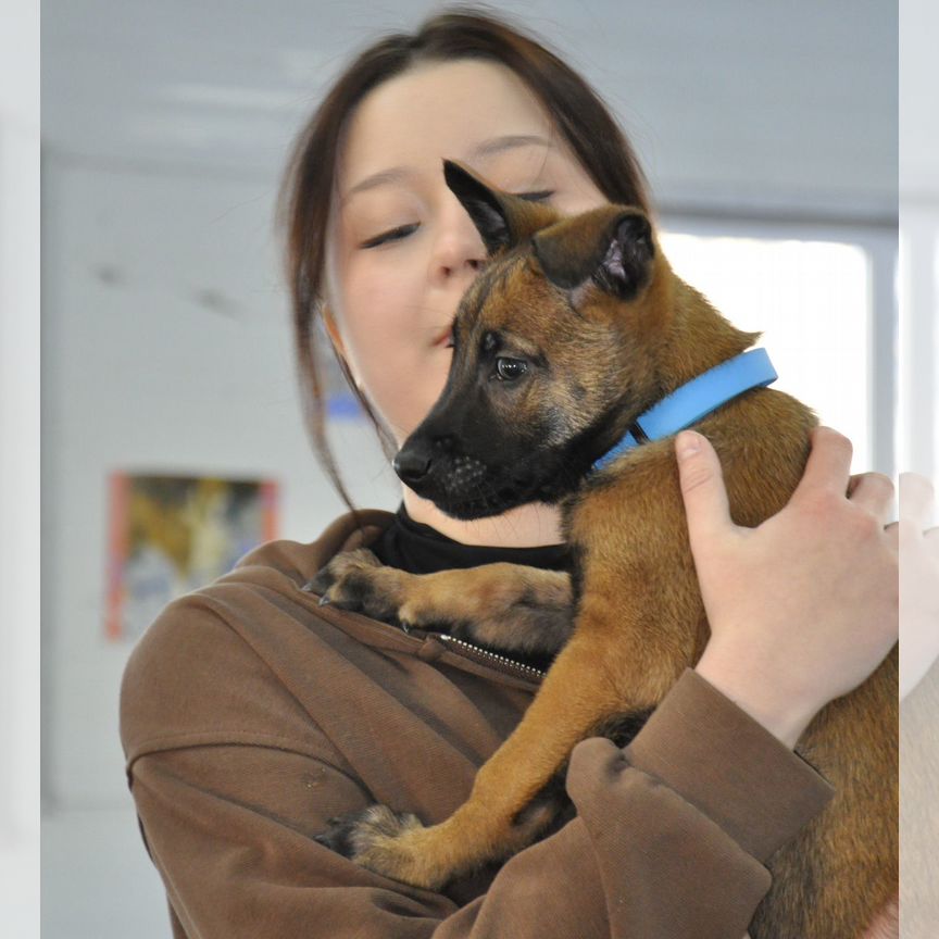 Бельгийская овчарка, щенок