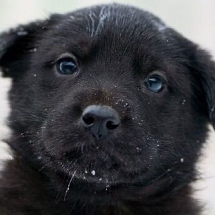 Щенок Альва в добрые руки