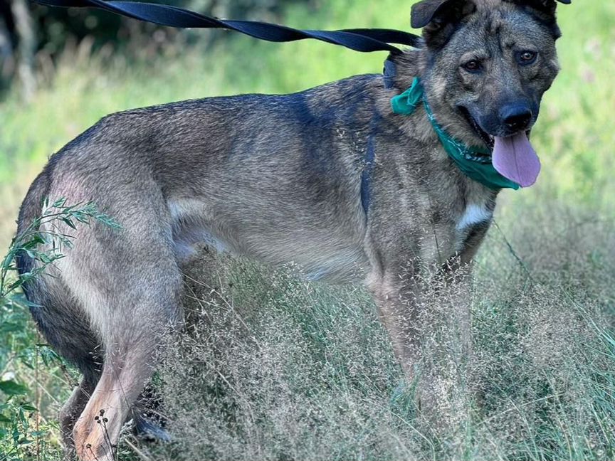 Грустный пес Тедди