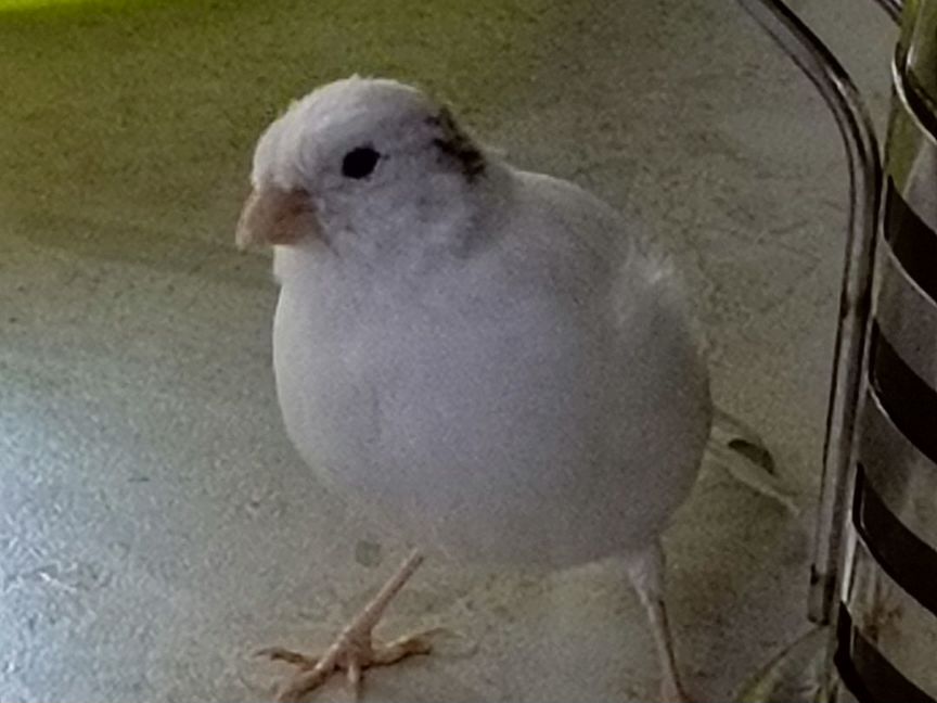 Певчий кенар