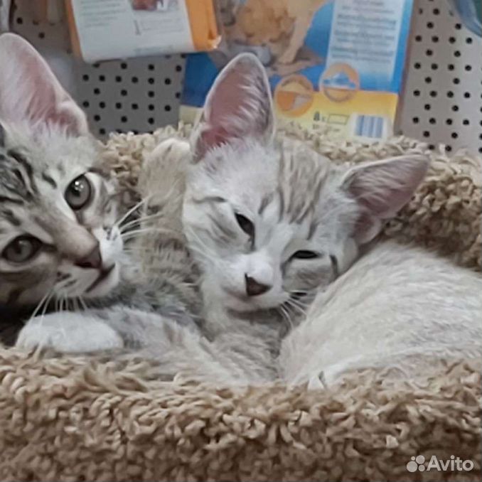 Милые котята хотят домой