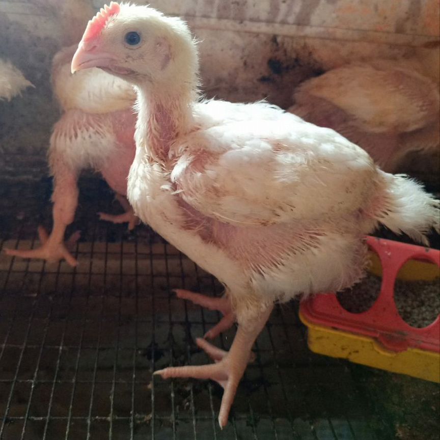 Цыплята бройлеры кобб 500 подрощенные