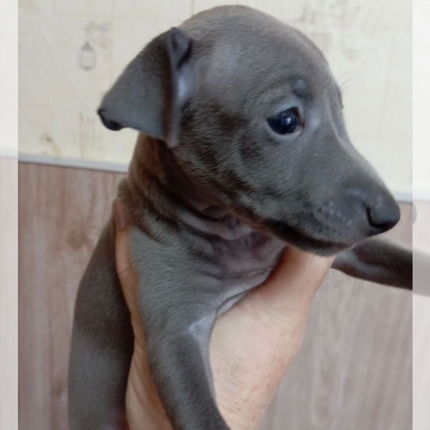 Левретка, щенок