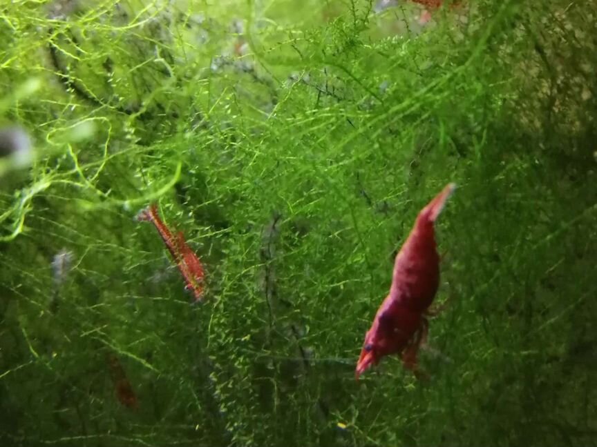 Аквариумные креветки