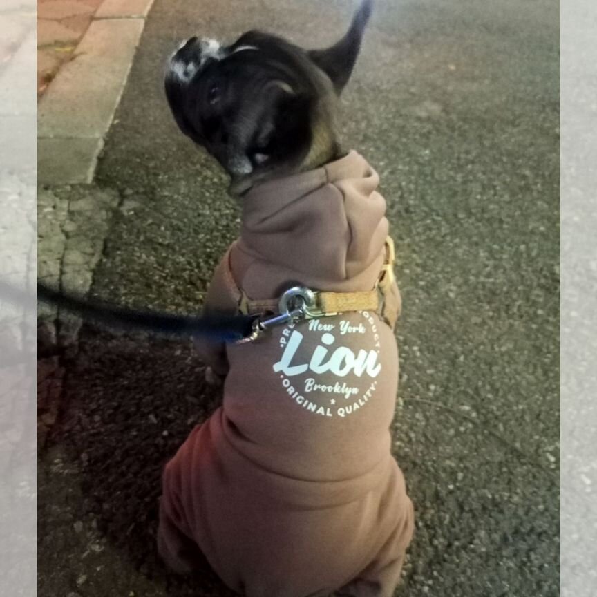 Французский бульдог