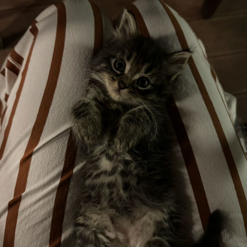 Котята / котенок в добрые руки бесплатно