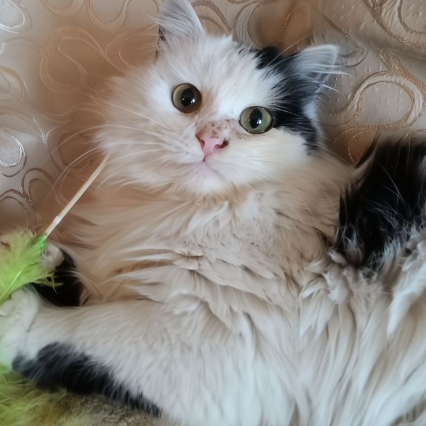 Сибирский котёнок