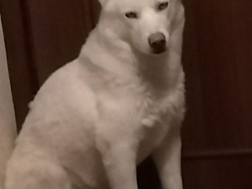 Сибирский хаски