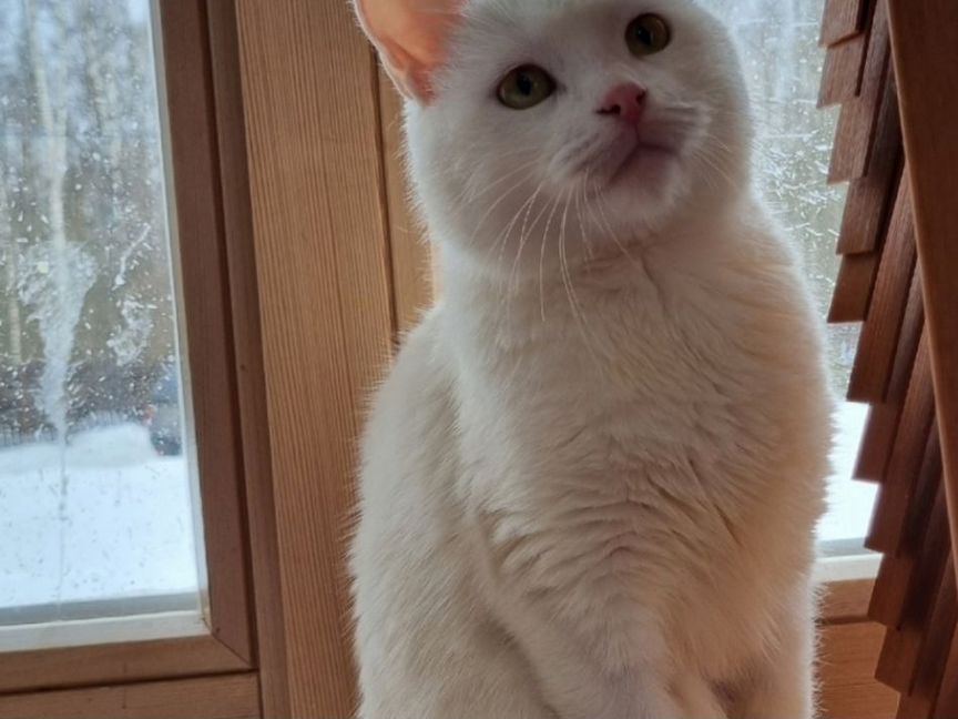 Кошка белая Серафима 2 года