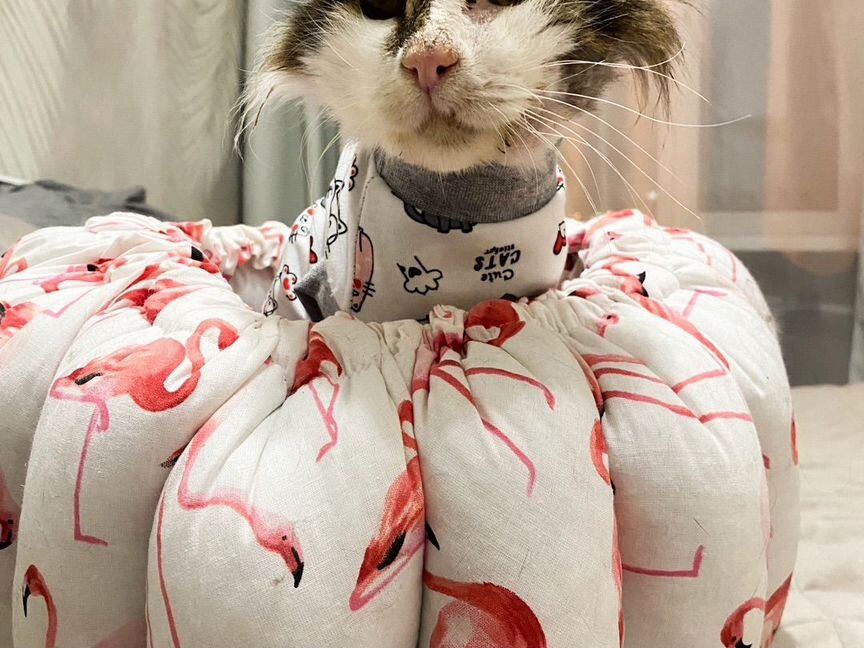 Кот в лучшие руки