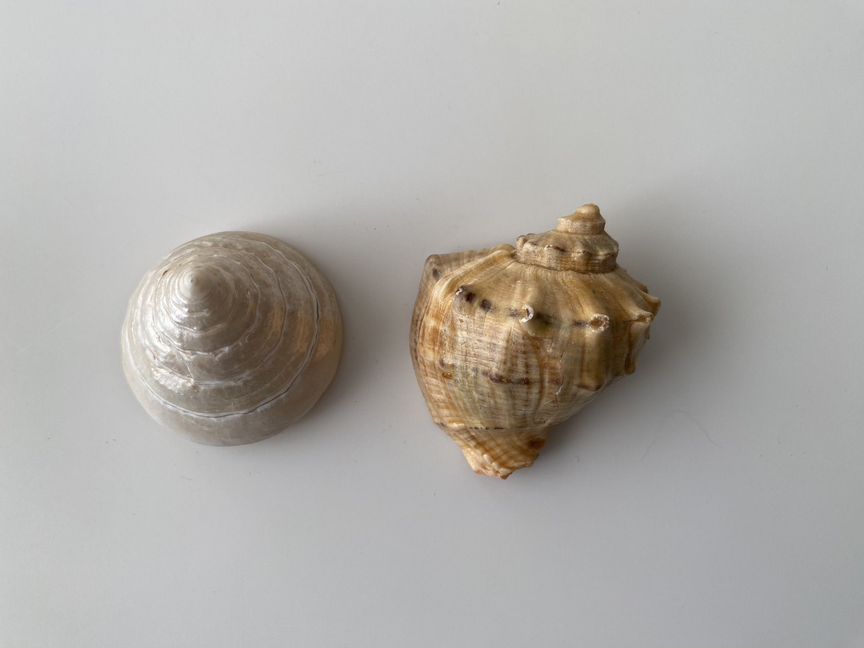 Морские ракушки раковины