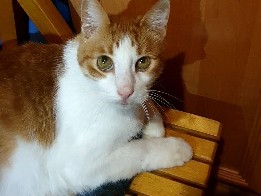 Рыжий кот в добрые руки