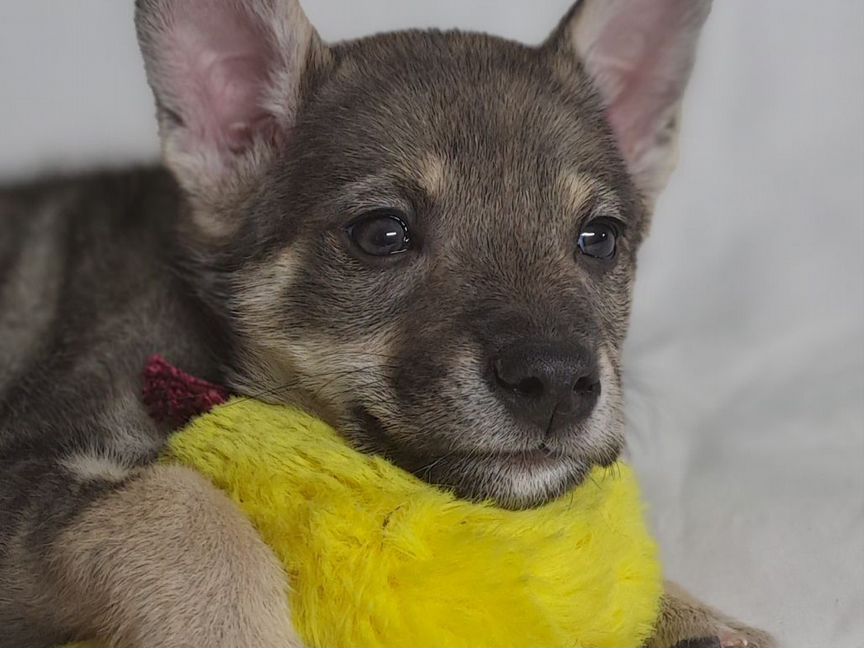 Маленькая собака в добрые руки