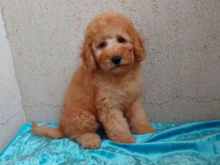 Той-пудель абрикосовый мальчик