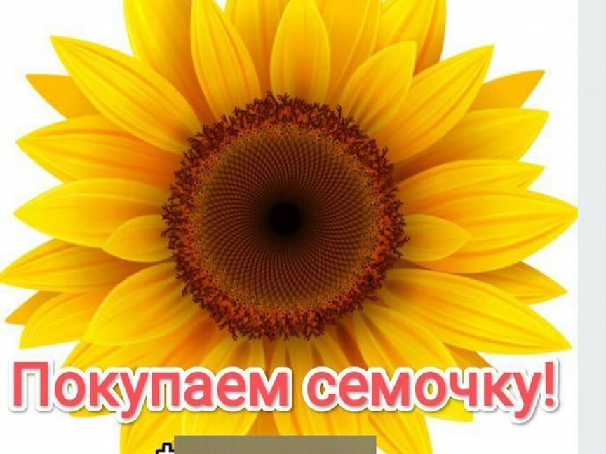 Семечки подсолнечника