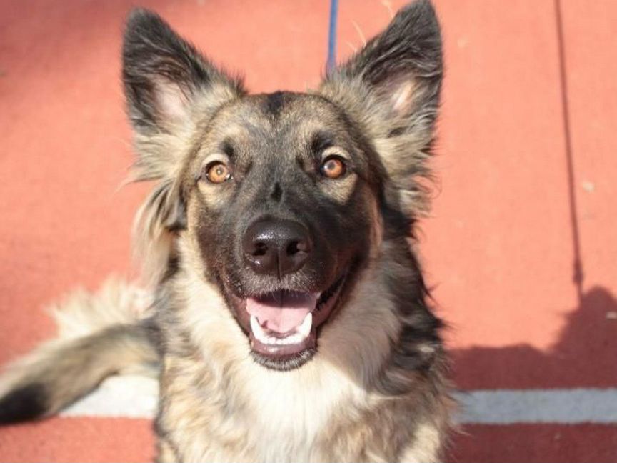 Собака Яшм ищет дом