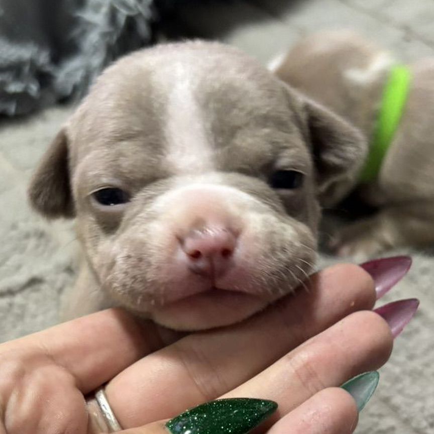 Американский булли, щенок