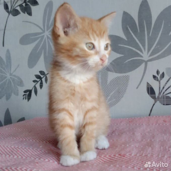 Рыжий котик 2 месяца