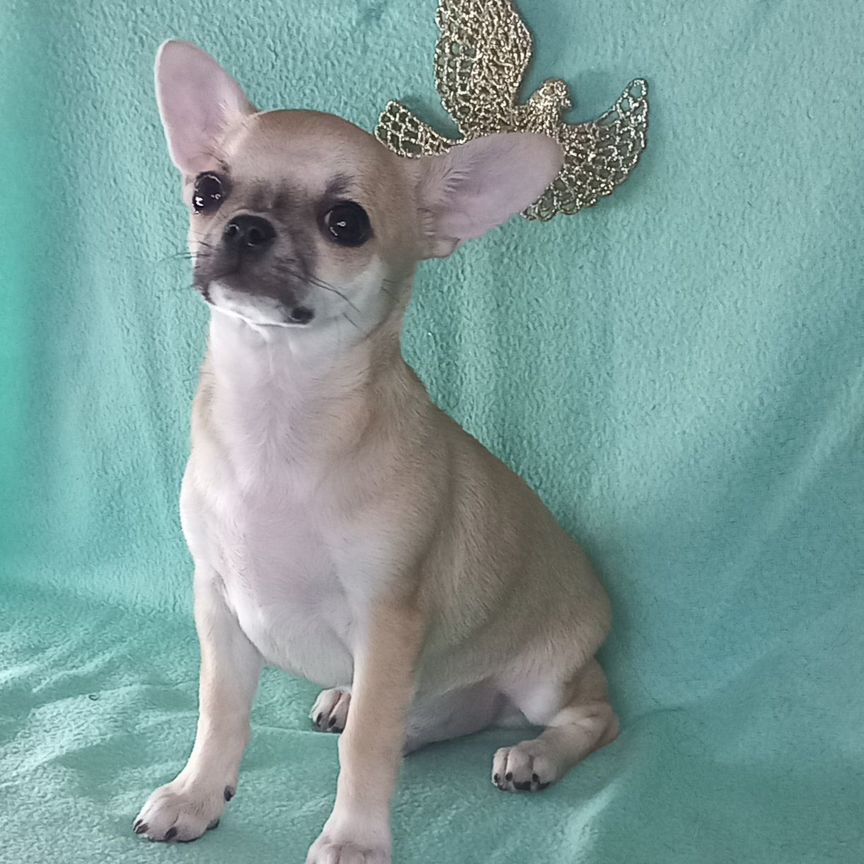 Чихуахуа маленькое чудо