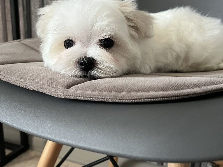 Мальчик мальтезе-мини