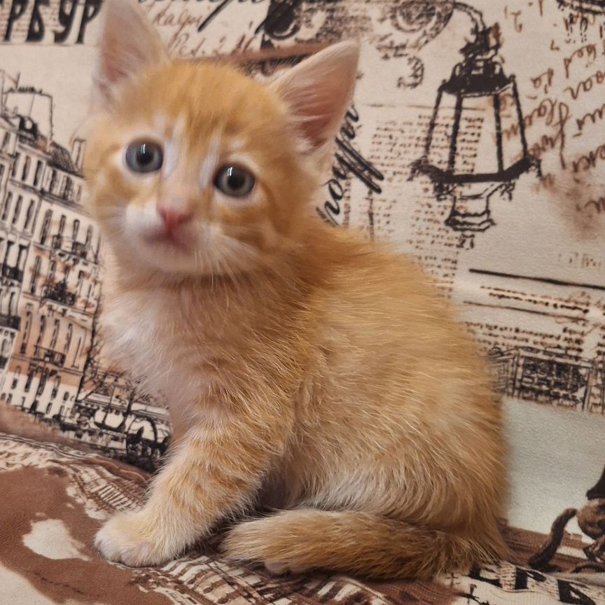 Британский короткошёрстный котёнок