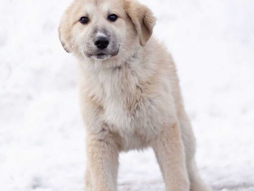 Щенок в добрые руки