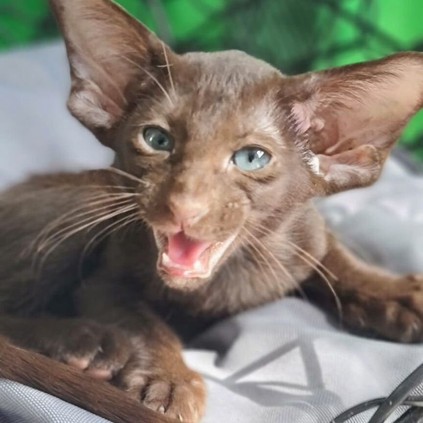 Ориентальные котята в экстрим типе