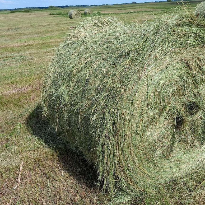 Сено из Рязанской области
