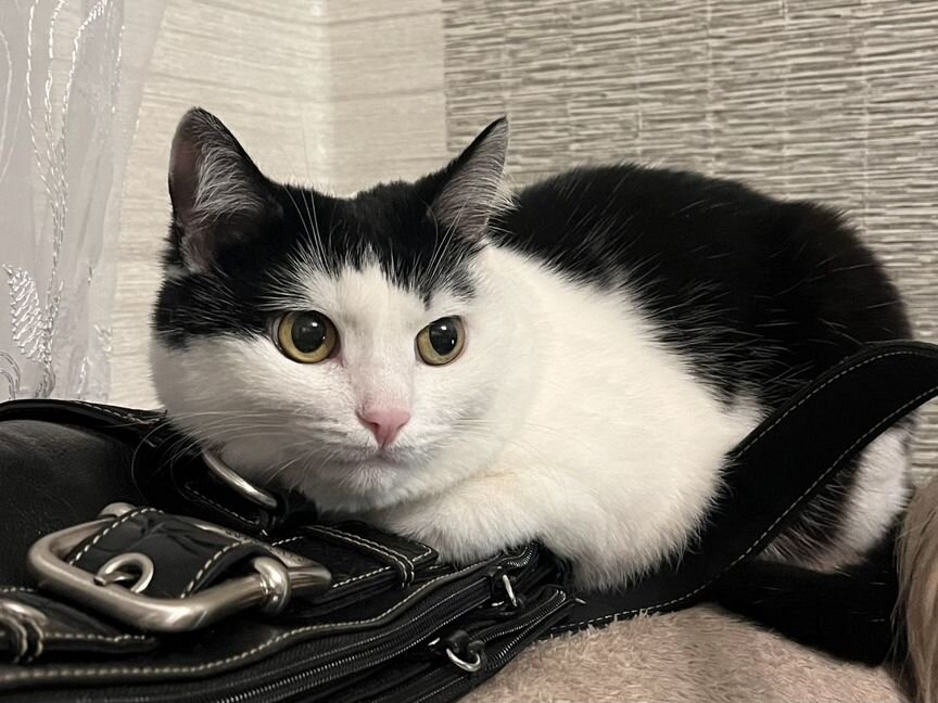 Котик в добрые-добрые руки