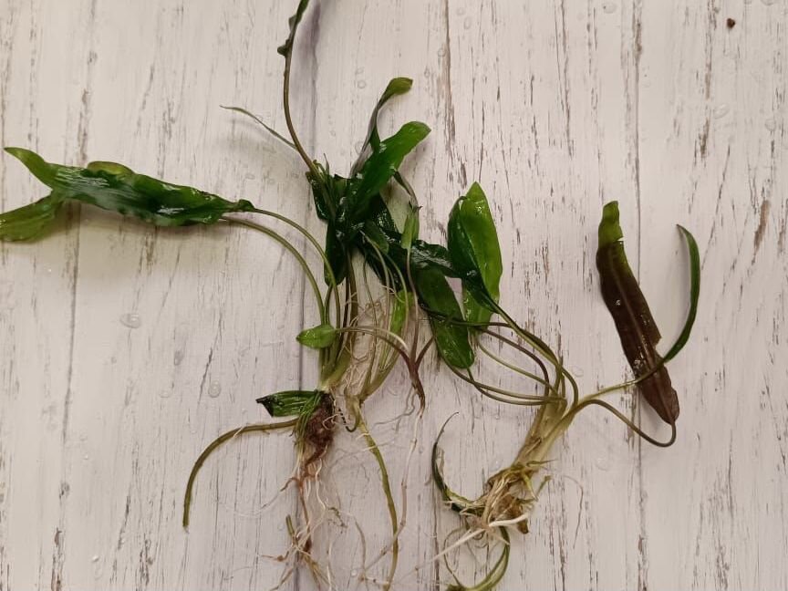 Прополка аквариумных растений