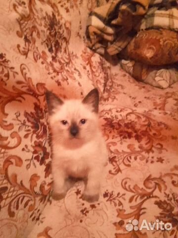 Сиамский котик