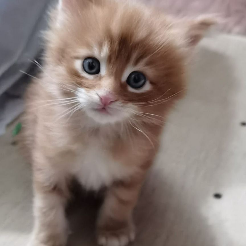 Красный котёнок