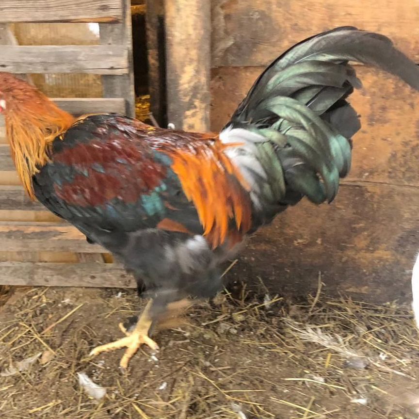 Молодые петухи