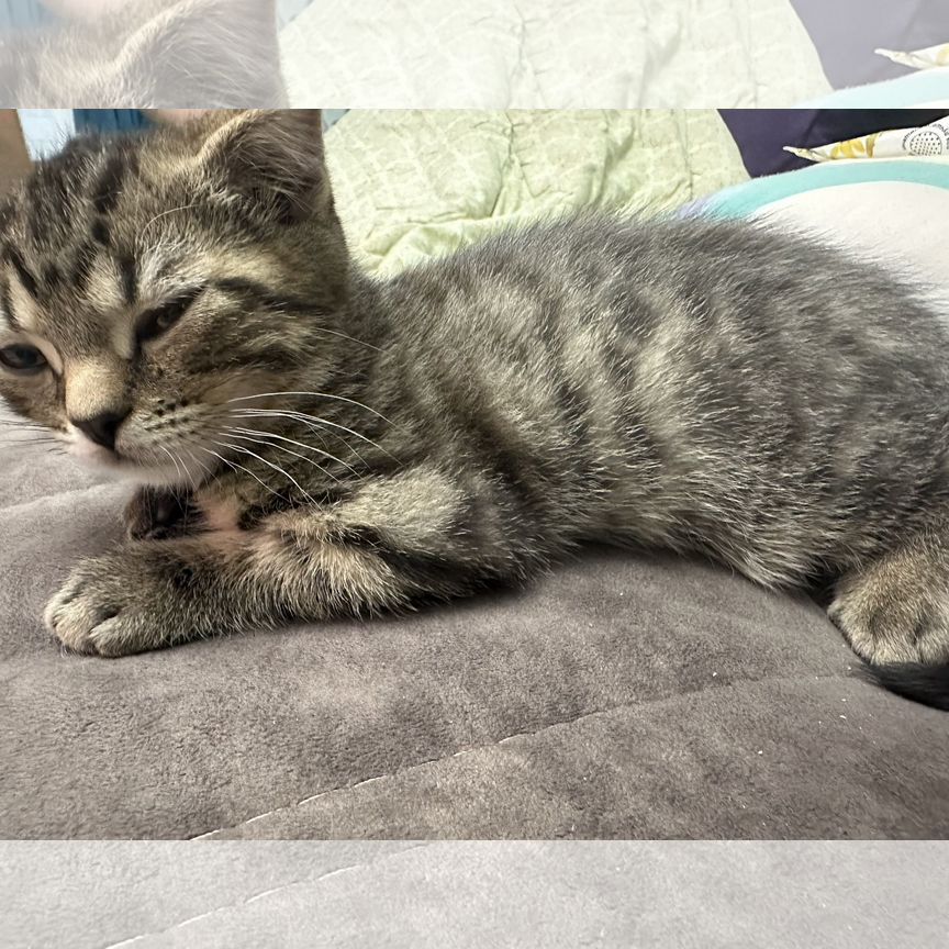 Шотландский вислоухий короткошёрстный котёнок