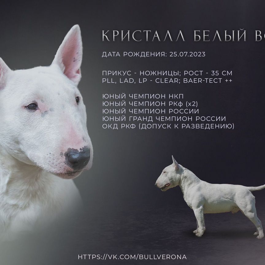 Вязка собак