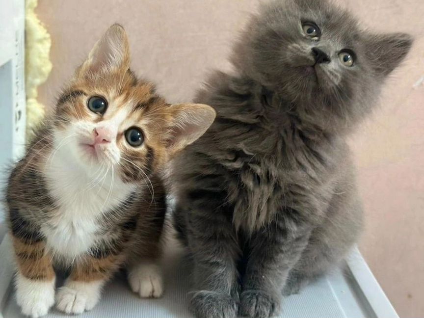 Котята Бонни и Клайд 1.5 мес