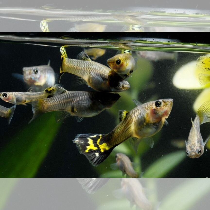 Аквариумные рыбки,аквариумные улитки