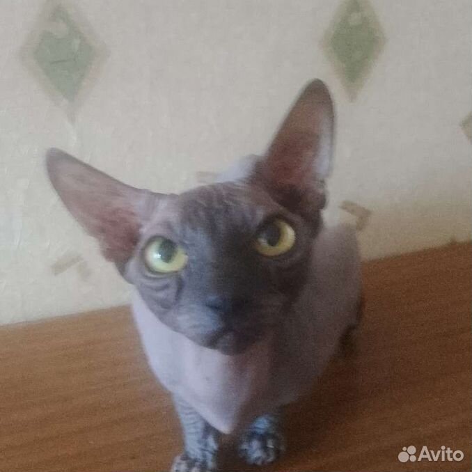 Отдам бесплатно кота канадского сфинкса