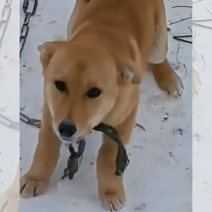 Щенок в добрые руки