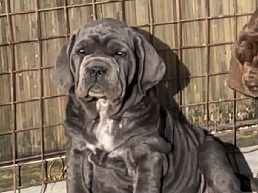 Неаполитанский мастиф