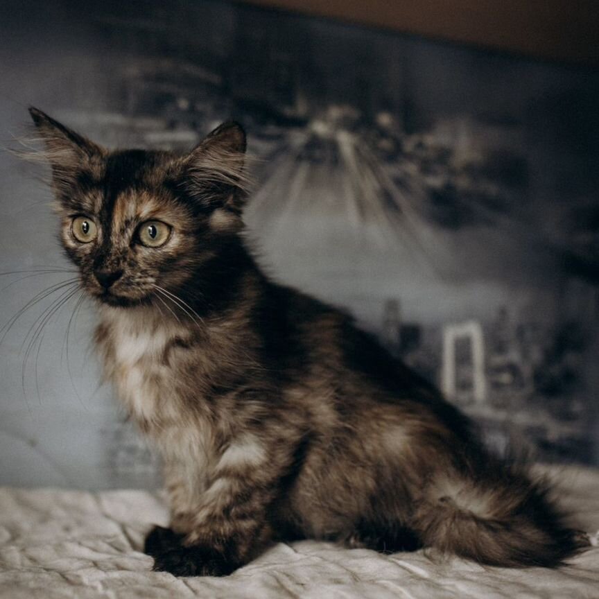 Софушка - всем кошкам кошка