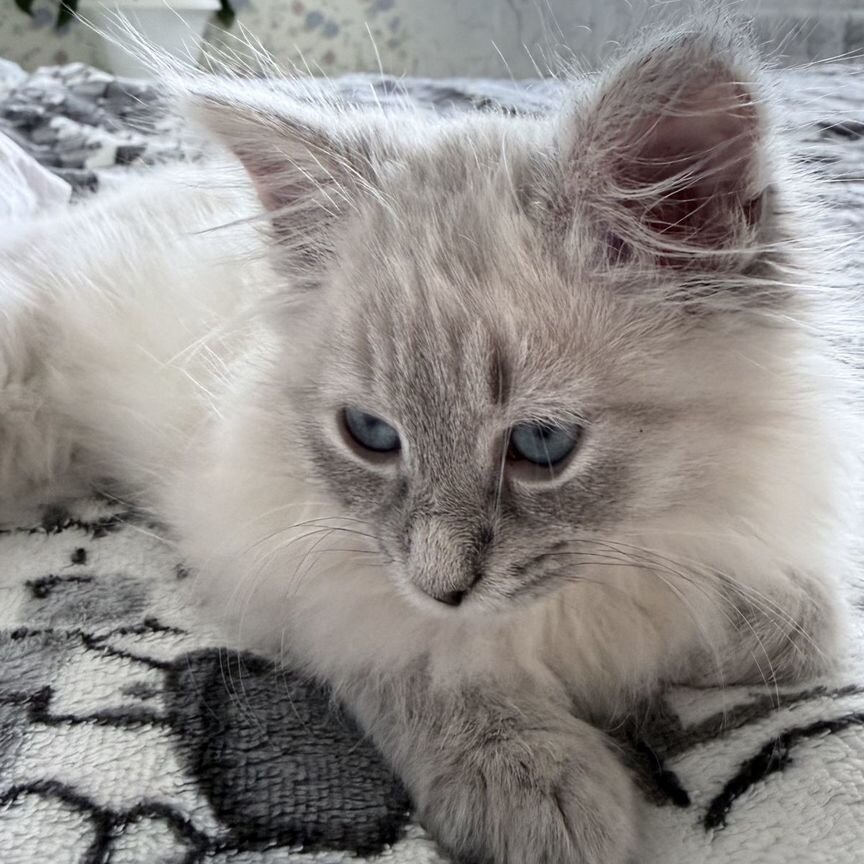 Котёнок в добрые руки