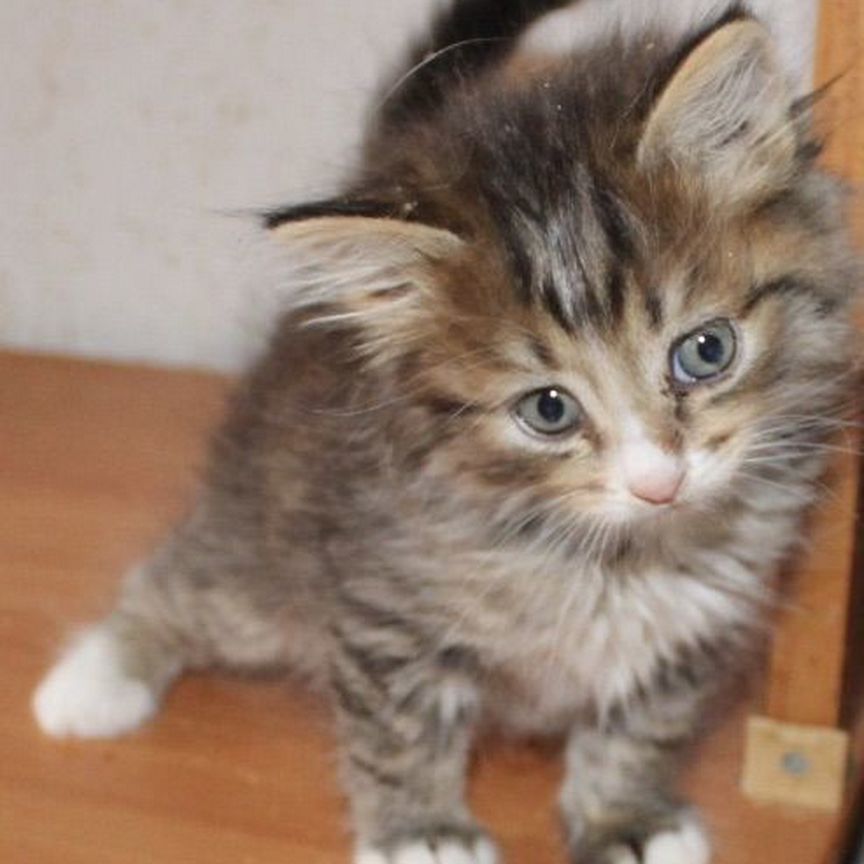 Сладкий карапуз котенок Буся ищет дом