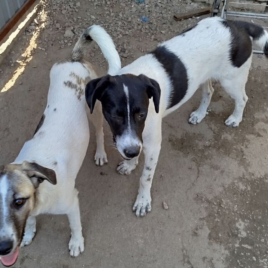 Щенки сторожевой, 5,5 месяцев, привиты