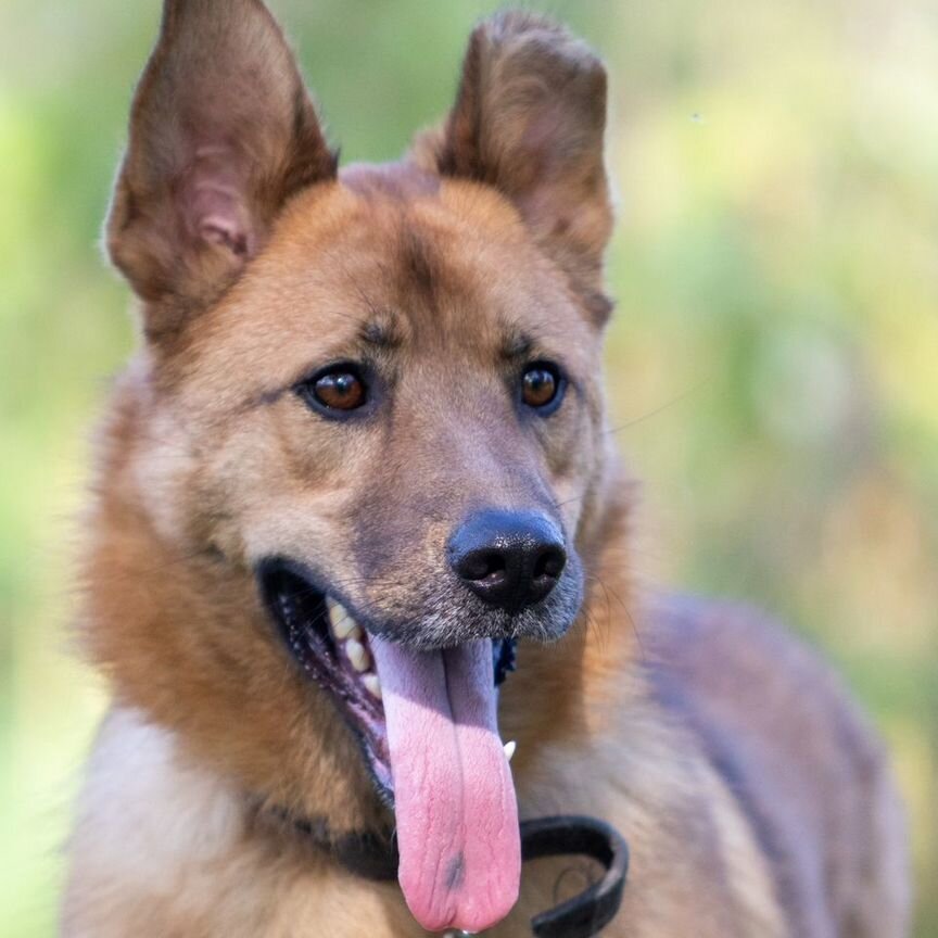 Отдам собаку Барон в добрые руки