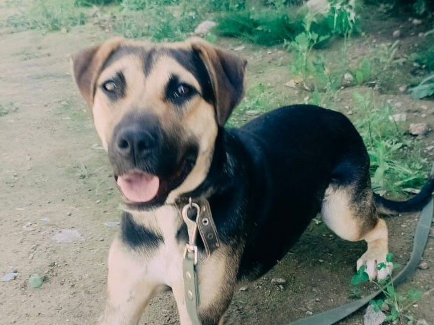 Собака