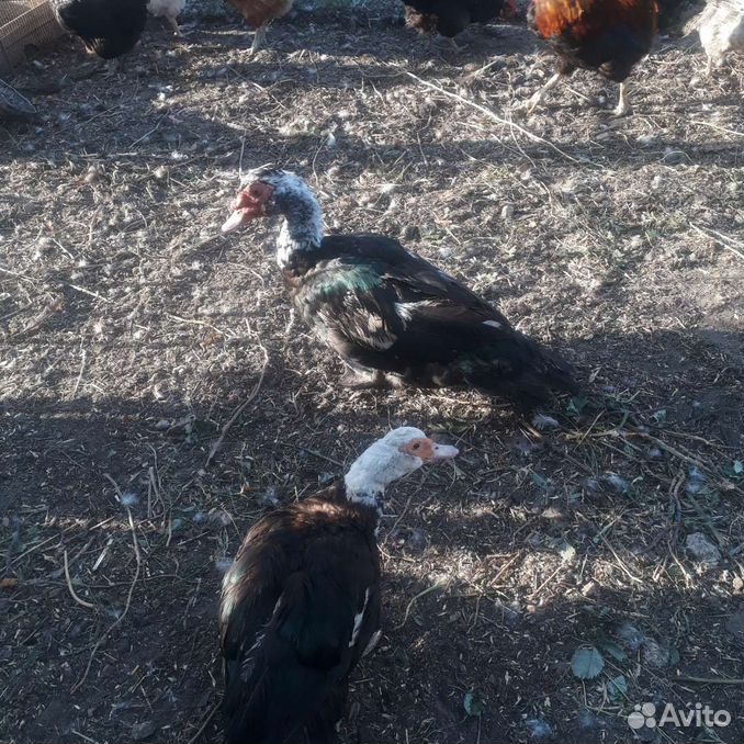 Селезня индоутки,индоуток продаю