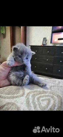 Котята русская голубая